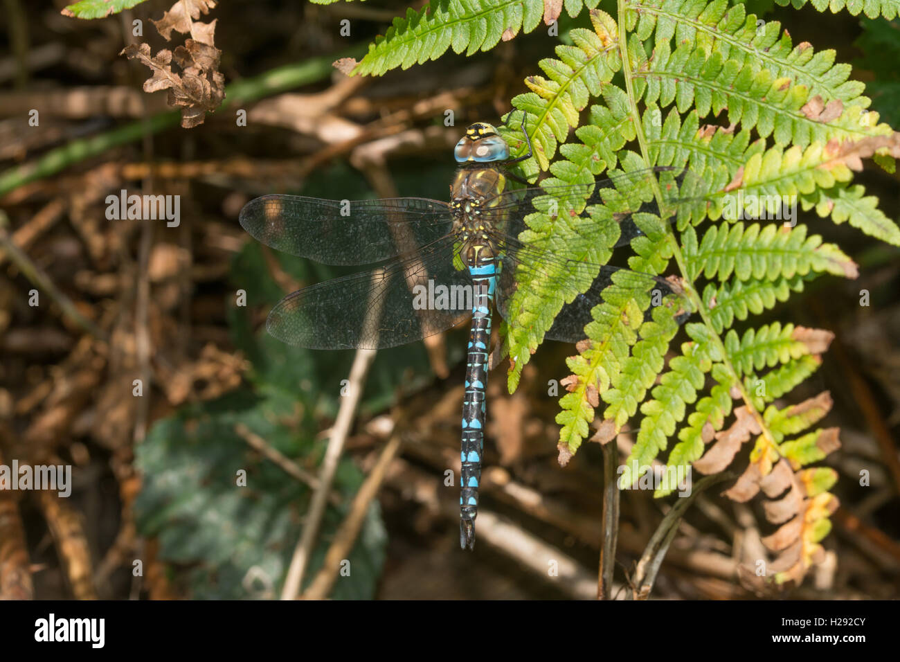 Migrant hawker dragonfly (Aeshna mixta) - male on bracken. Wildlife ...