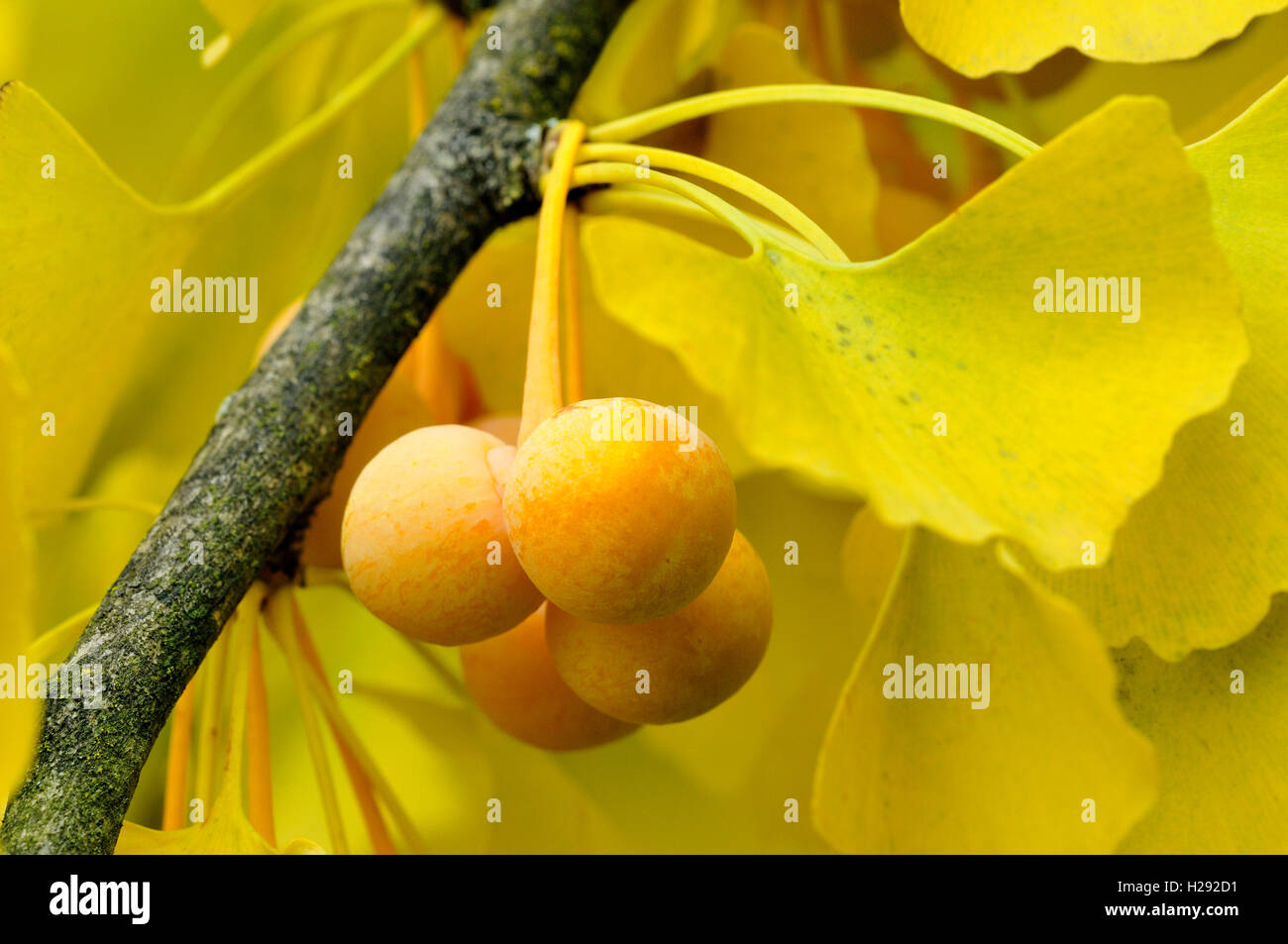 Ginkgo fruit hi-res stock photography and images - Alamy