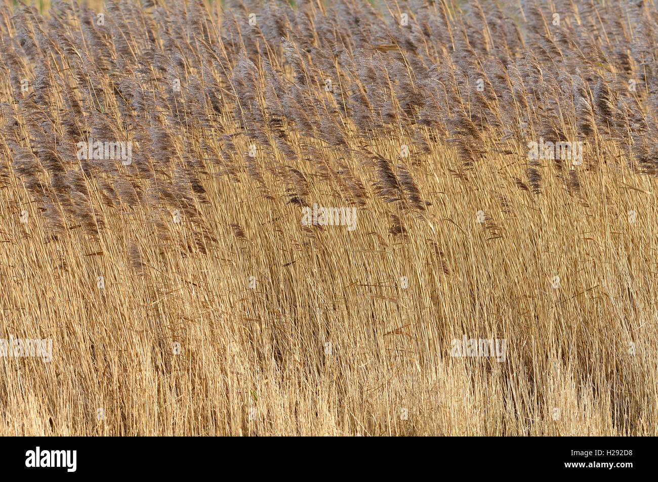 Common bent grass hi-res stock photography and images - Alamy