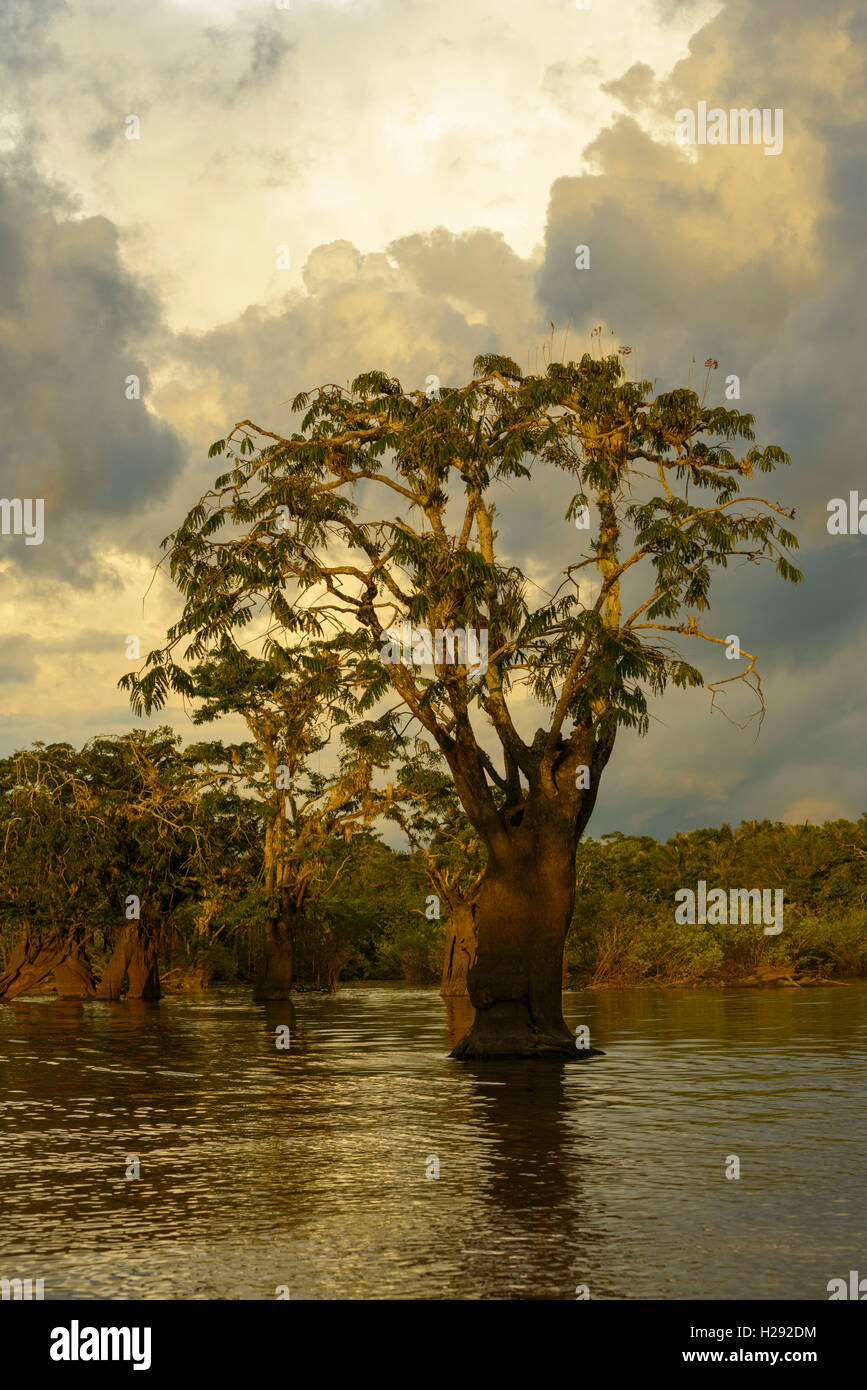 Tree (Macrolobium acaciifolium) in Laguna Grande, dramatic clouds ...