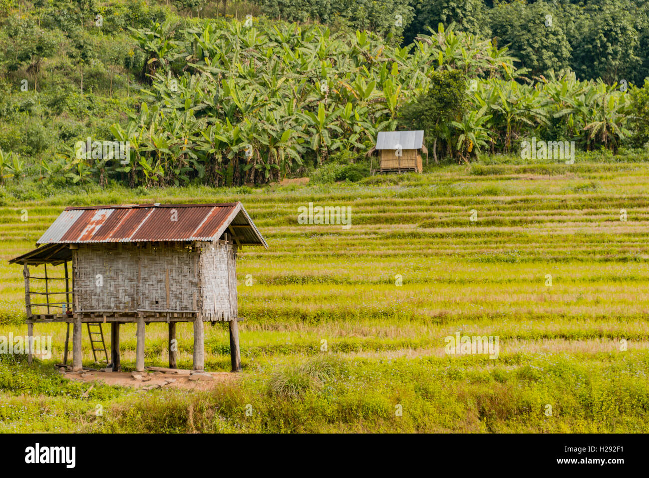Rice paddies after harvest, small hut, Luang Namtha, Luang Namtha ...