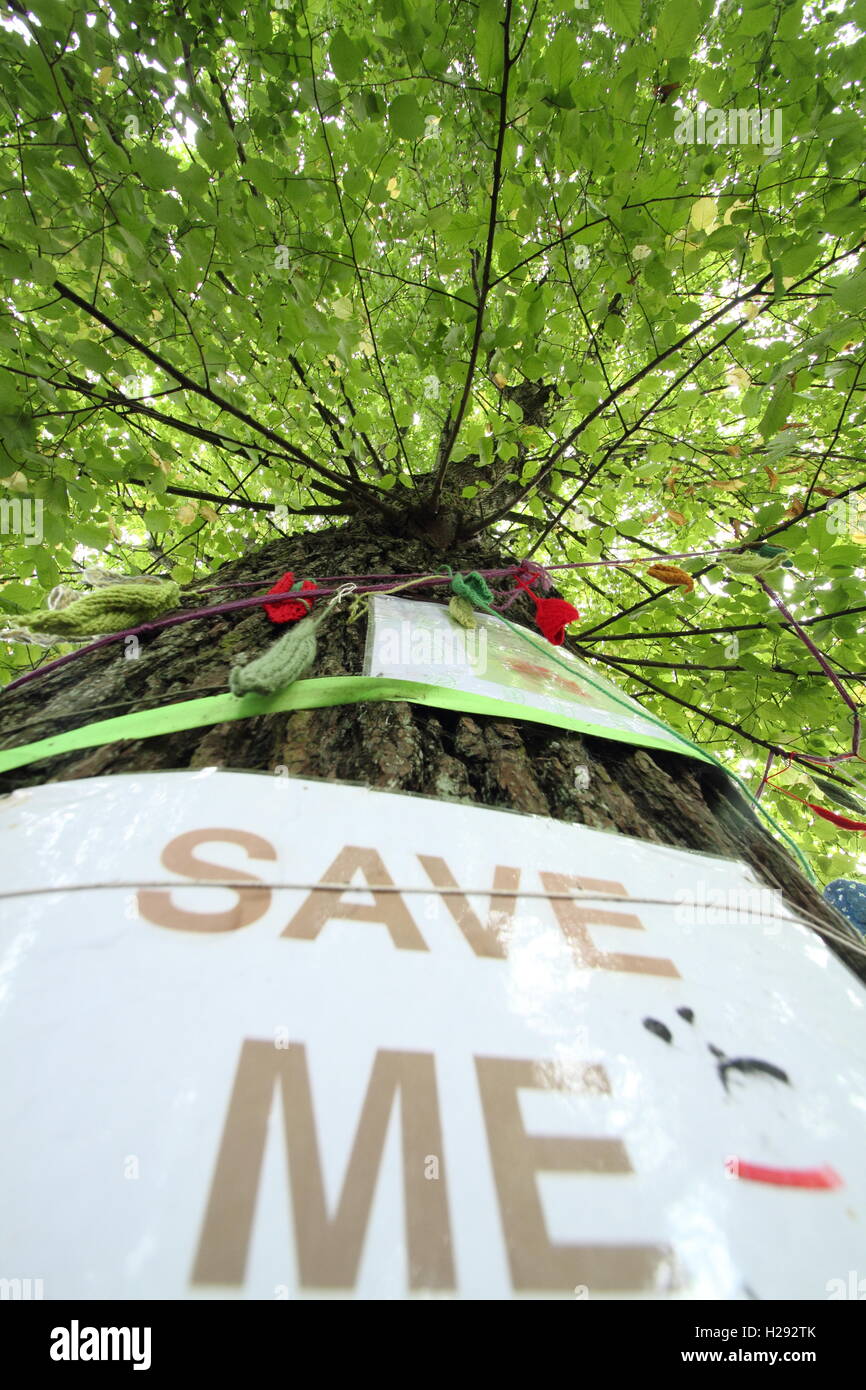 The Chelsea Road elm in Nether Edge, Sheffield. Mature elm earmarked ...