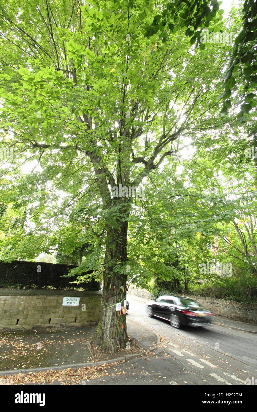 The Chelsea Road elm in Nether Edge, Sheffield. Mature elm earmarked ...