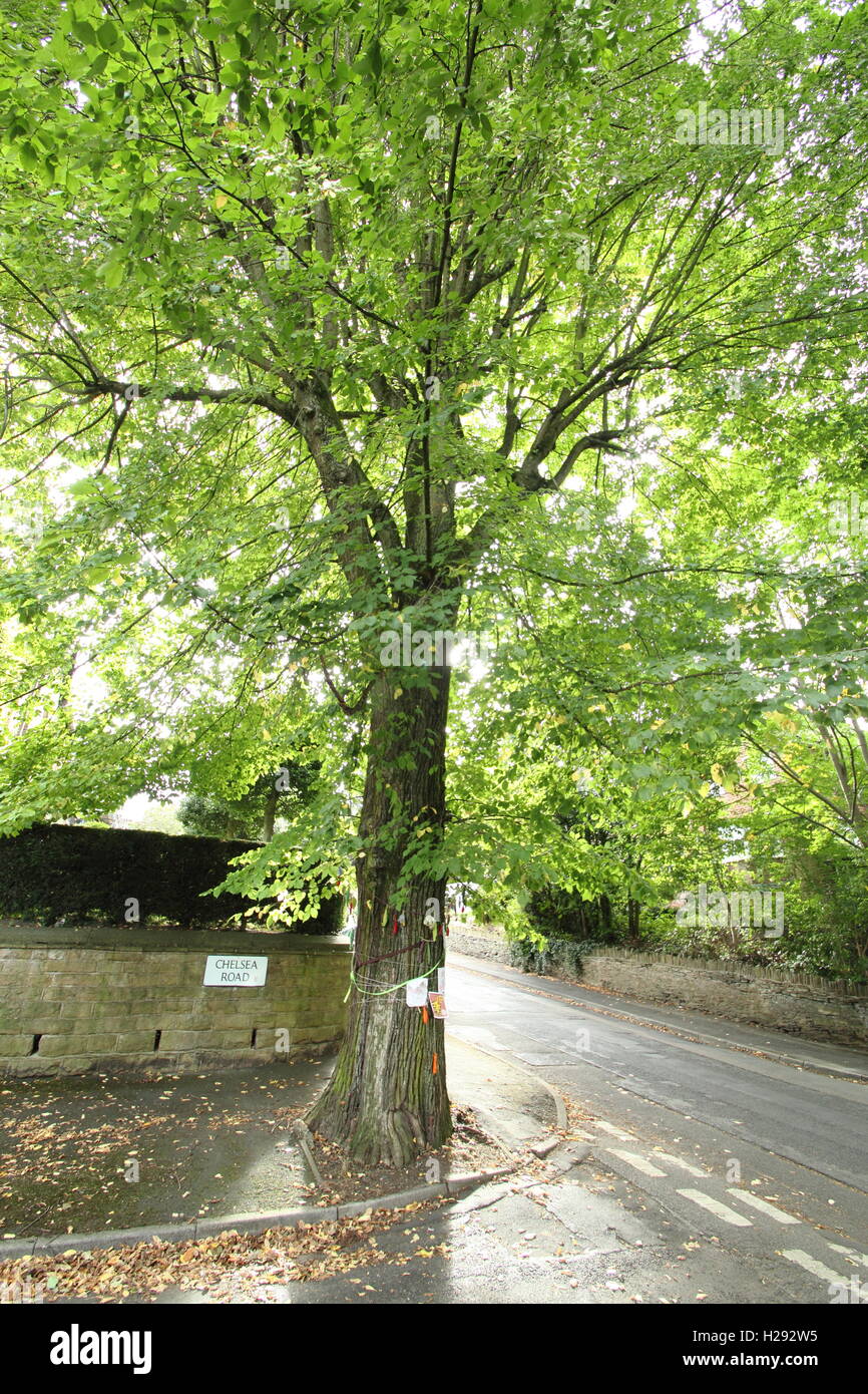 Chelsea edge hi-res stock photography and images - Alamy