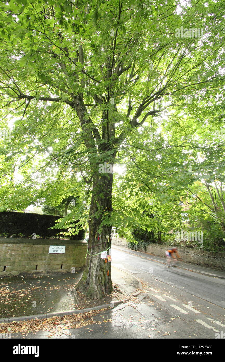 The Chelsea Road elm in Nether Edge, Sheffield. Mature elm earmarked ...