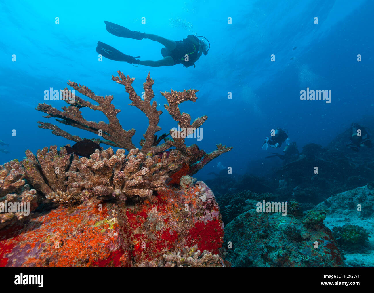 Group of scuba divers exploring sea bottom. Underwater life with ...