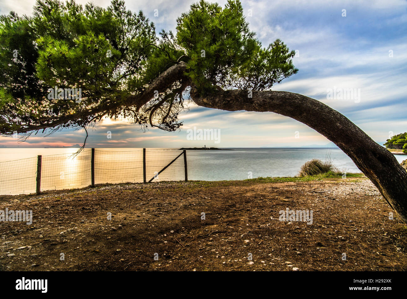 A backlit tree, sunset with amazing color, blue sea, clouds blowing in ...