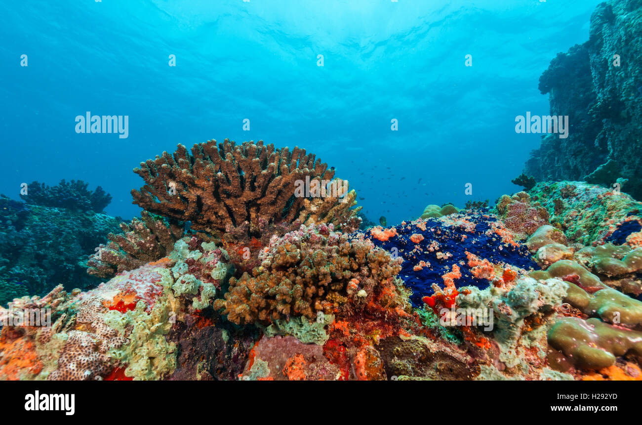 Beautiful underwater colored coral reef garden background Stock Photo ...