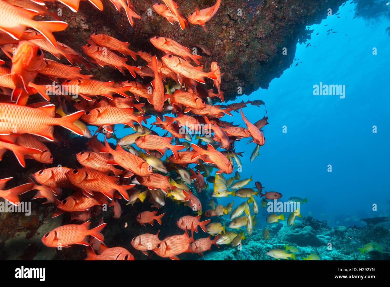Flock of fish flowing next to reef in ocean Stock Photo - Alamy