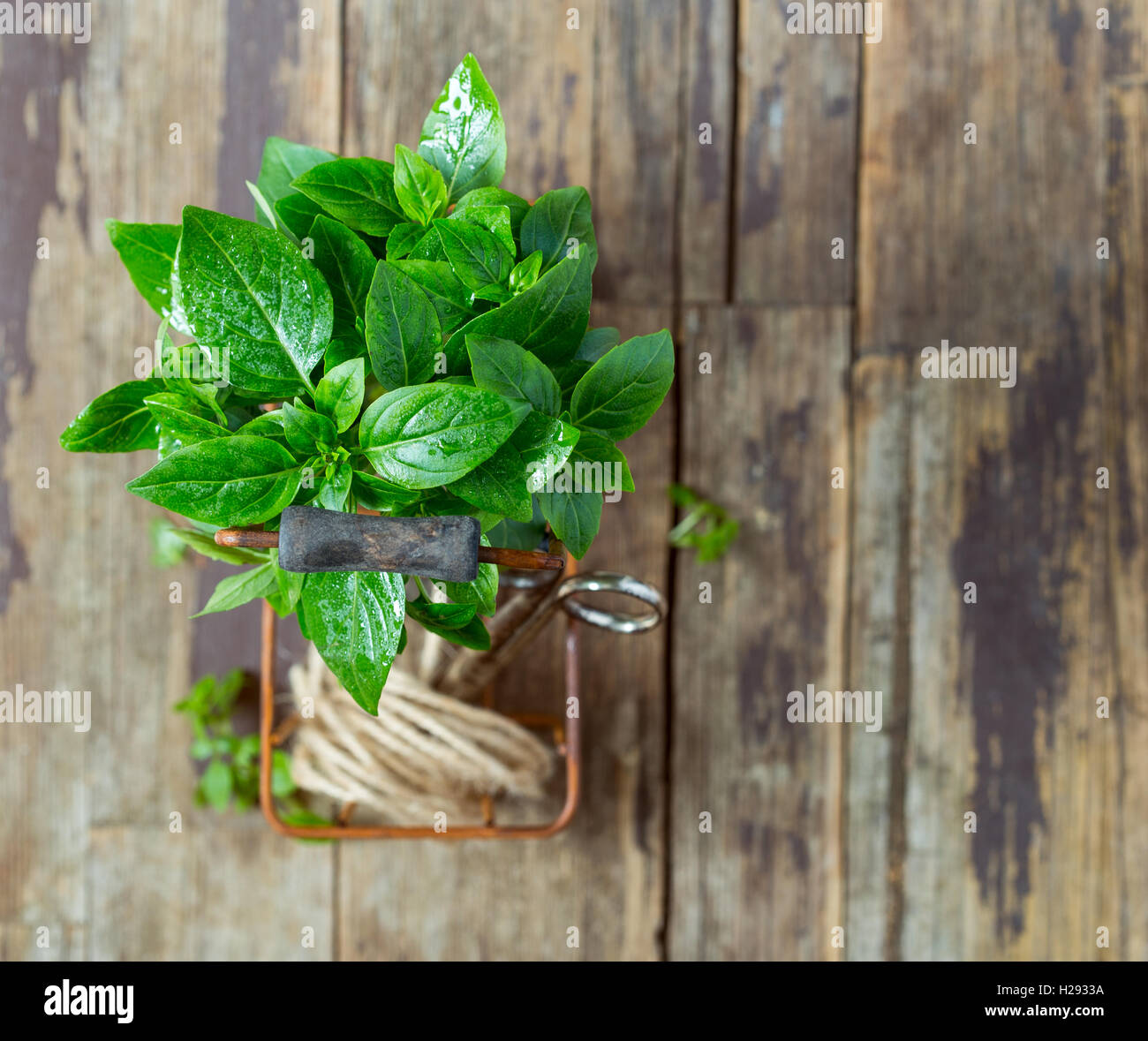 Fresh basil leaves in a metal basket over wooden background Stock Photo ...