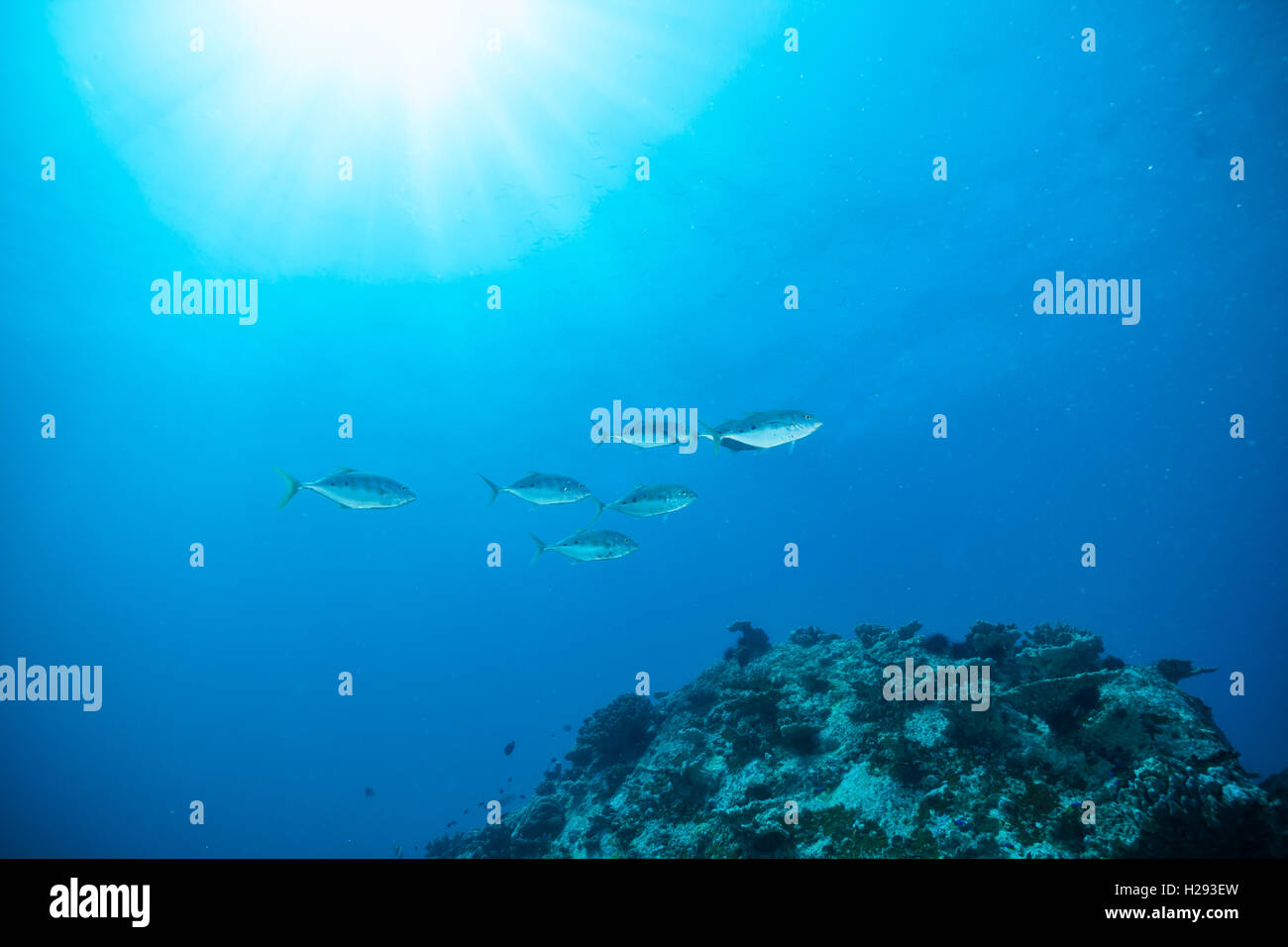 Flock of fish flowing in Indian ocean Stock Photo - Alamy