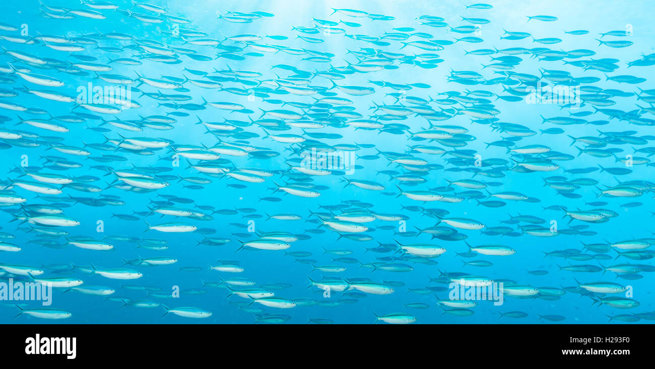 Flock of fish flowing in Indian ocean Stock Photo - Alamy