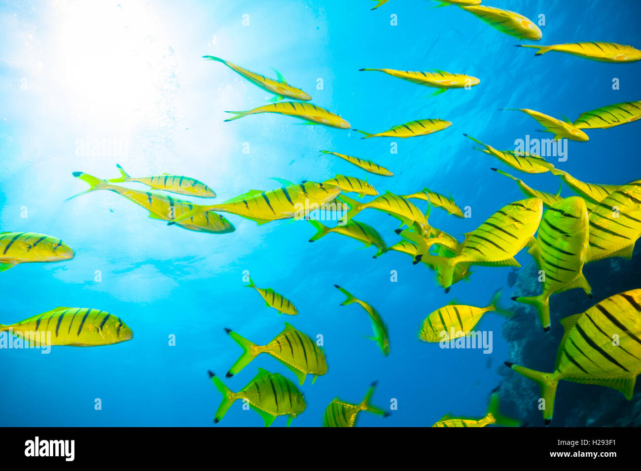 Flock of yellow fish flowing in Indian ocean Stock Photo - Alamy