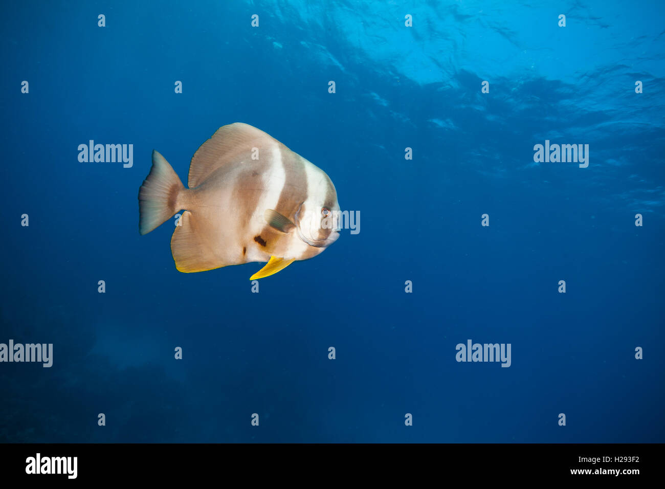 Beautiful flat fish flowing in Indian ocean Stock Photo - Alamy