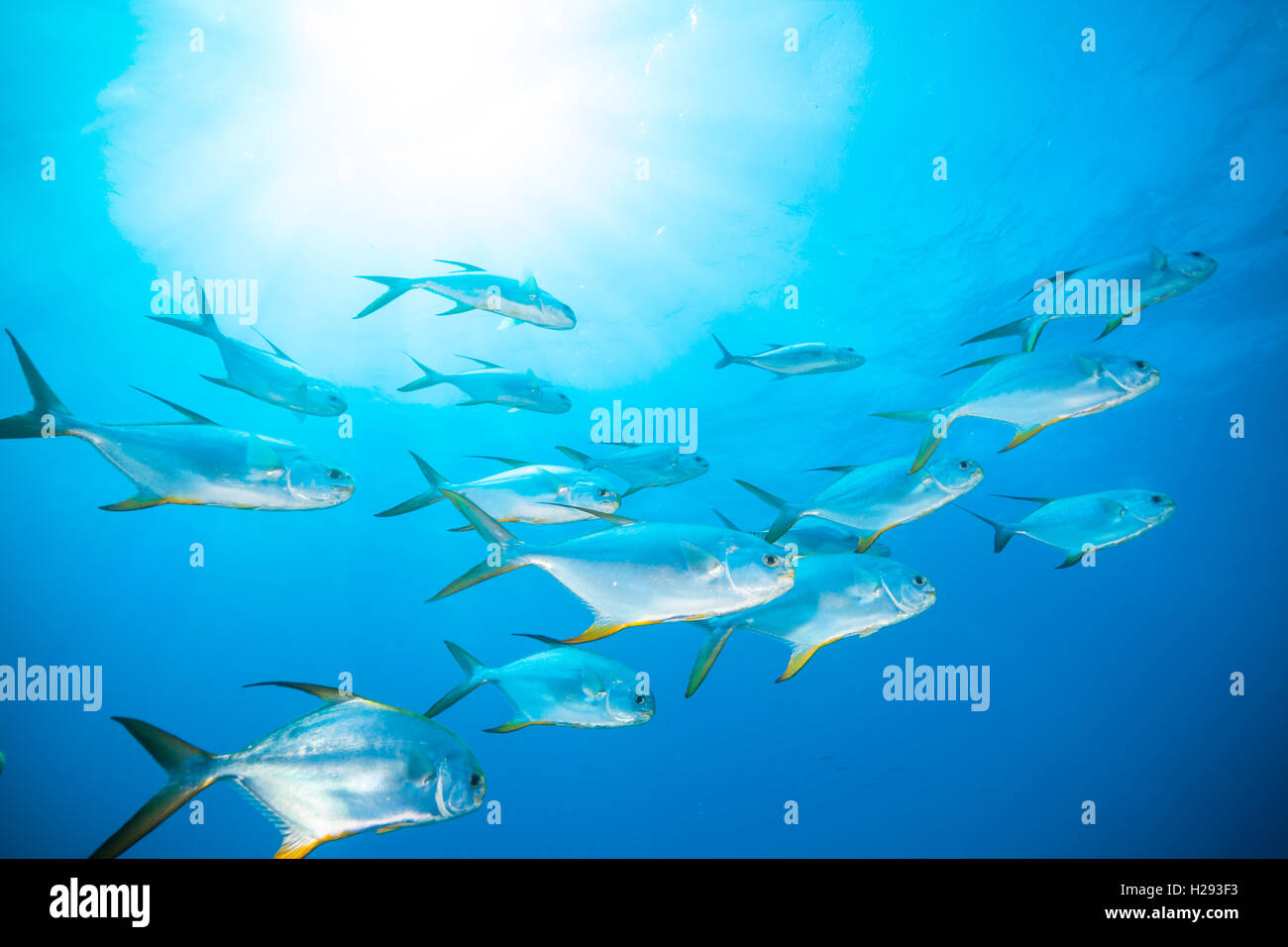 Flock of fish flowing in Indian ocean Stock Photo - Alamy