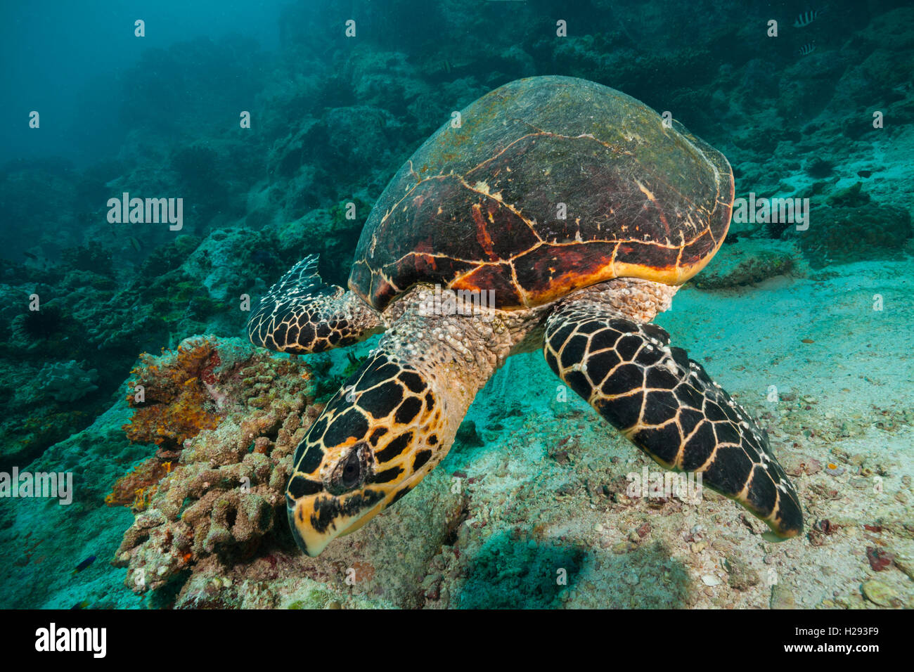 Hawksbill Sea Turtle flowing in Indian ocean Stock Photo - Alamy