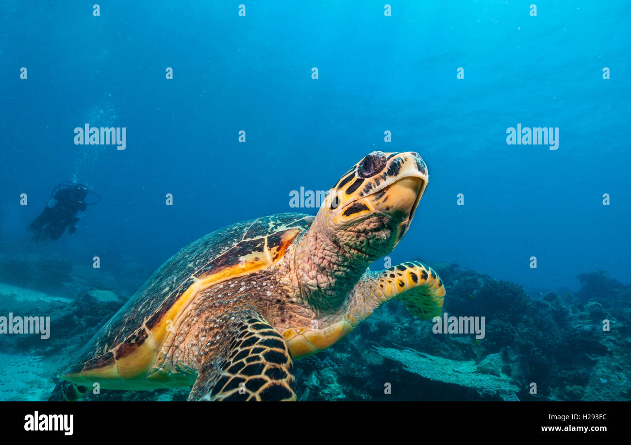 Hawksbill Sea Turtle flowing in Indian ocean Stock Photo - Alamy