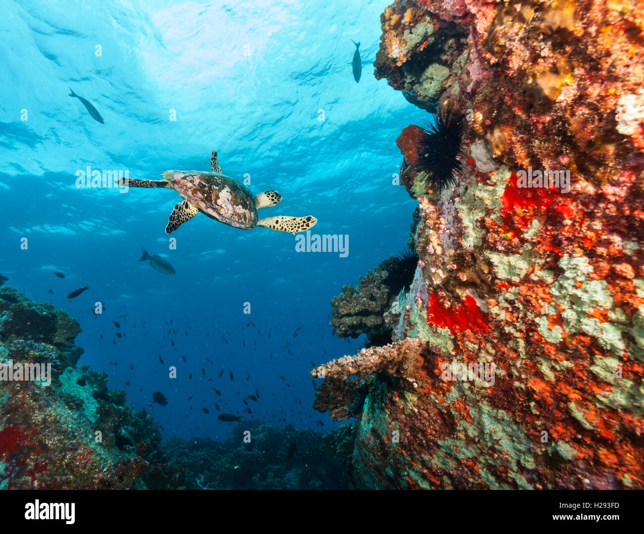 Hawksbill Sea Turtle flowing in Indian ocean Stock Photo - Alamy
