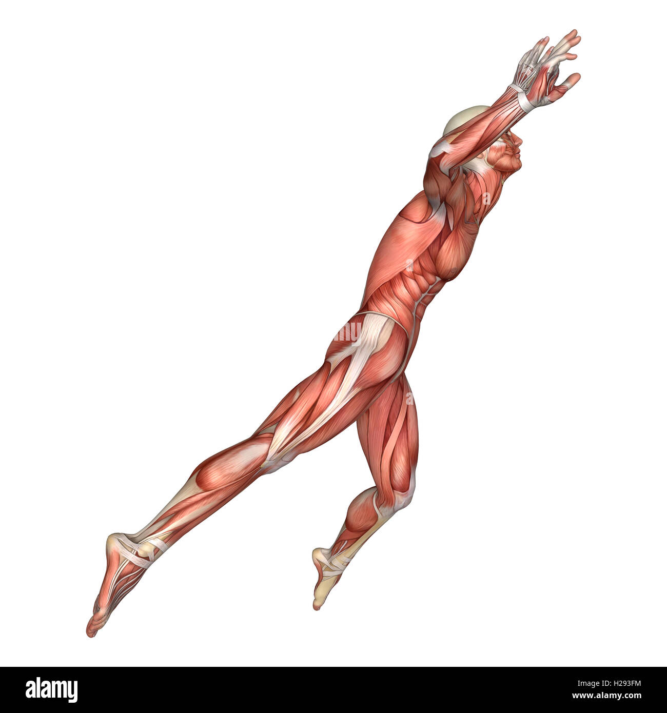 3D rendering of a male anatomy figure with muscles map jumping isolated ...