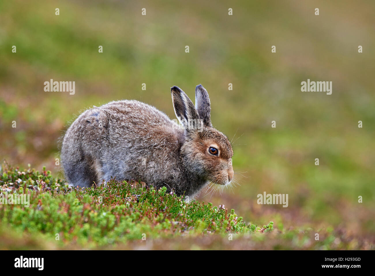 Mountain hare (Lepus timidus), Scotland, UK Stock Photo - Alamy