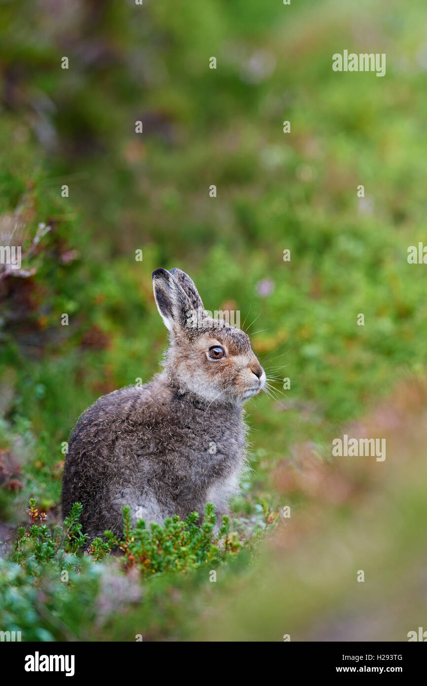 Arctic hare baby hi-res stock photography and images - Alamy