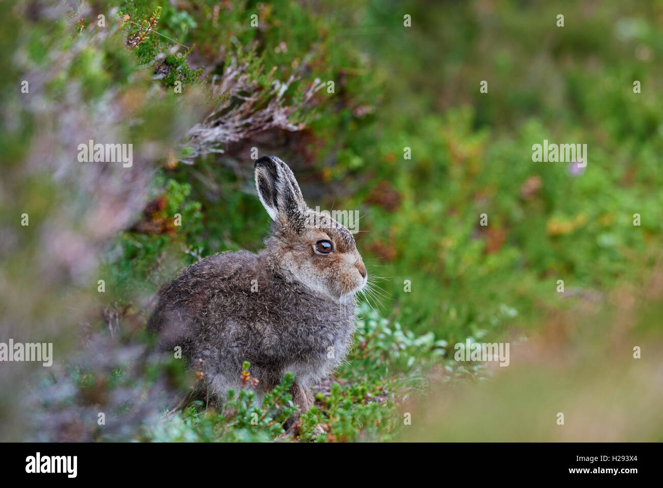 Baby mountain hare uk hi-res stock photography and images - Alamy