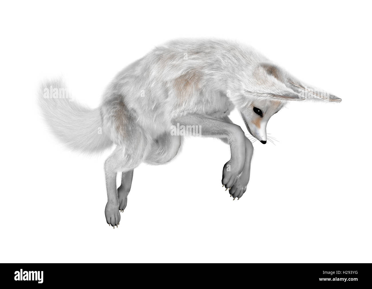 Fennec fox hunting Cut Out Stock Images & Pictures - Alamy
