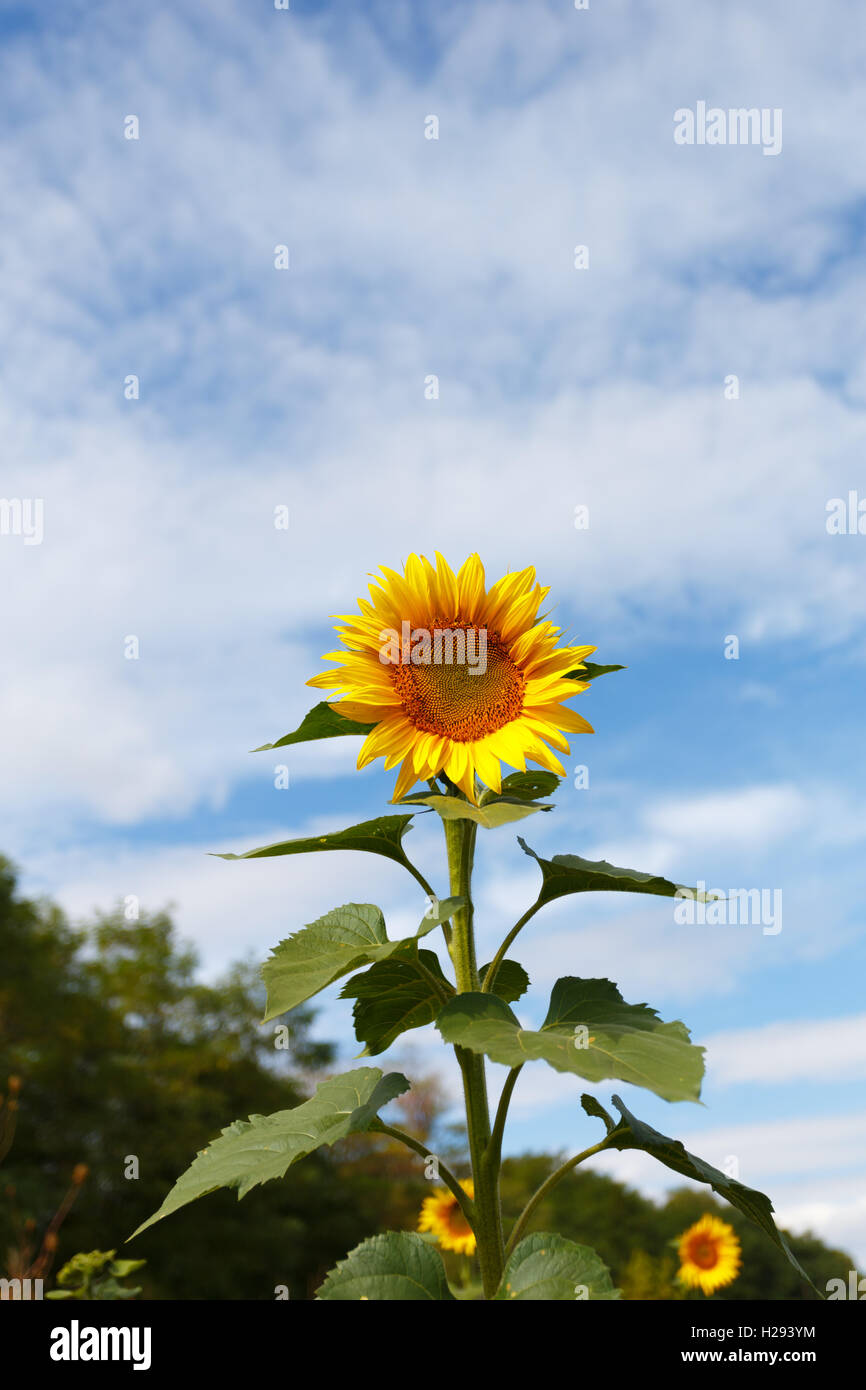 Alone sunflower hi-res stock photography and images - Alamy