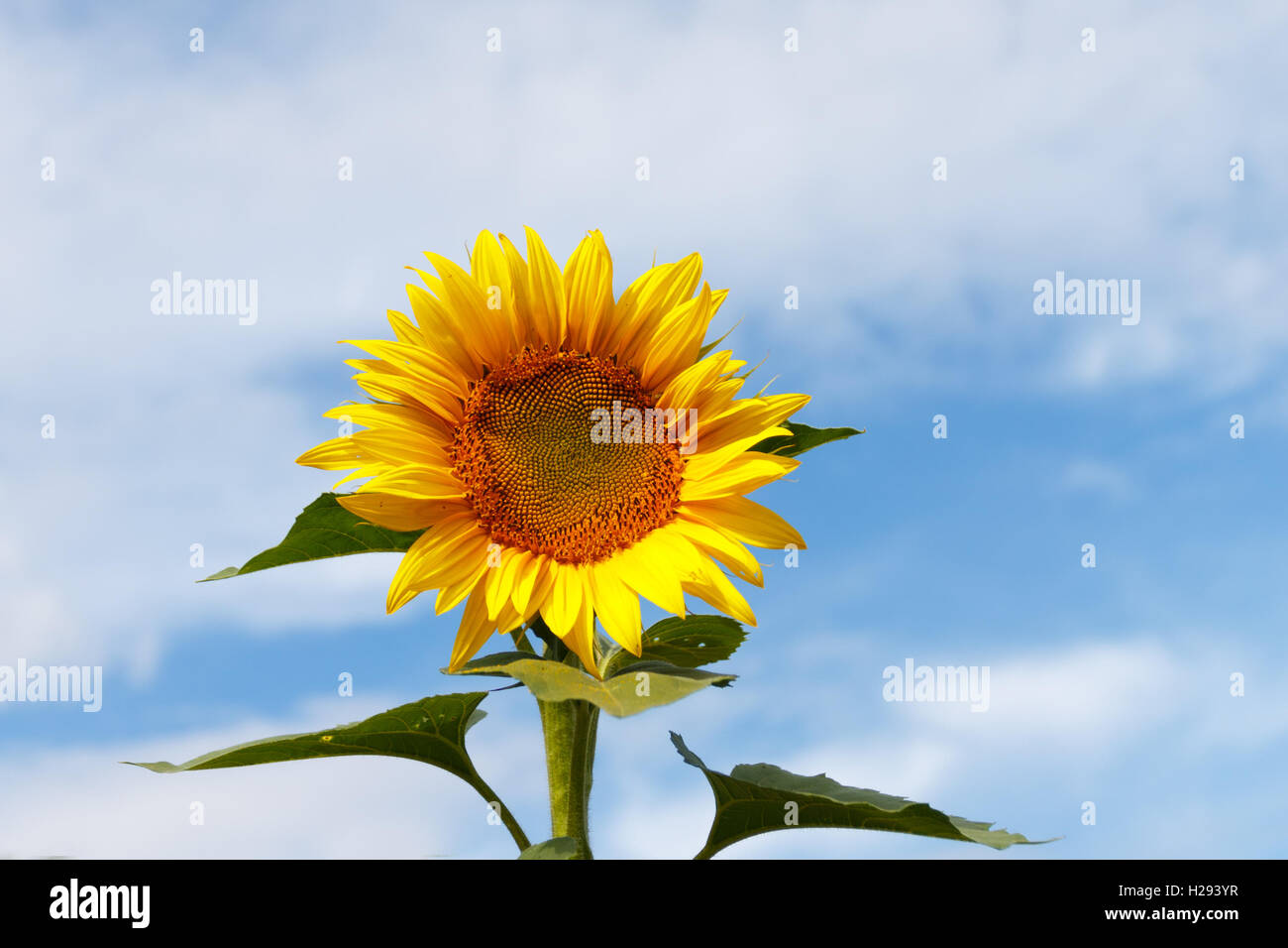 Sunflower alone in the field in the day Stock Photo - Alamy