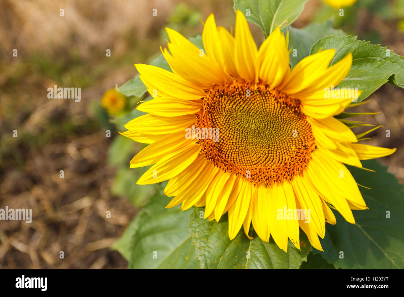 Young sunflower head close hi-res stock photography and images - Alamy