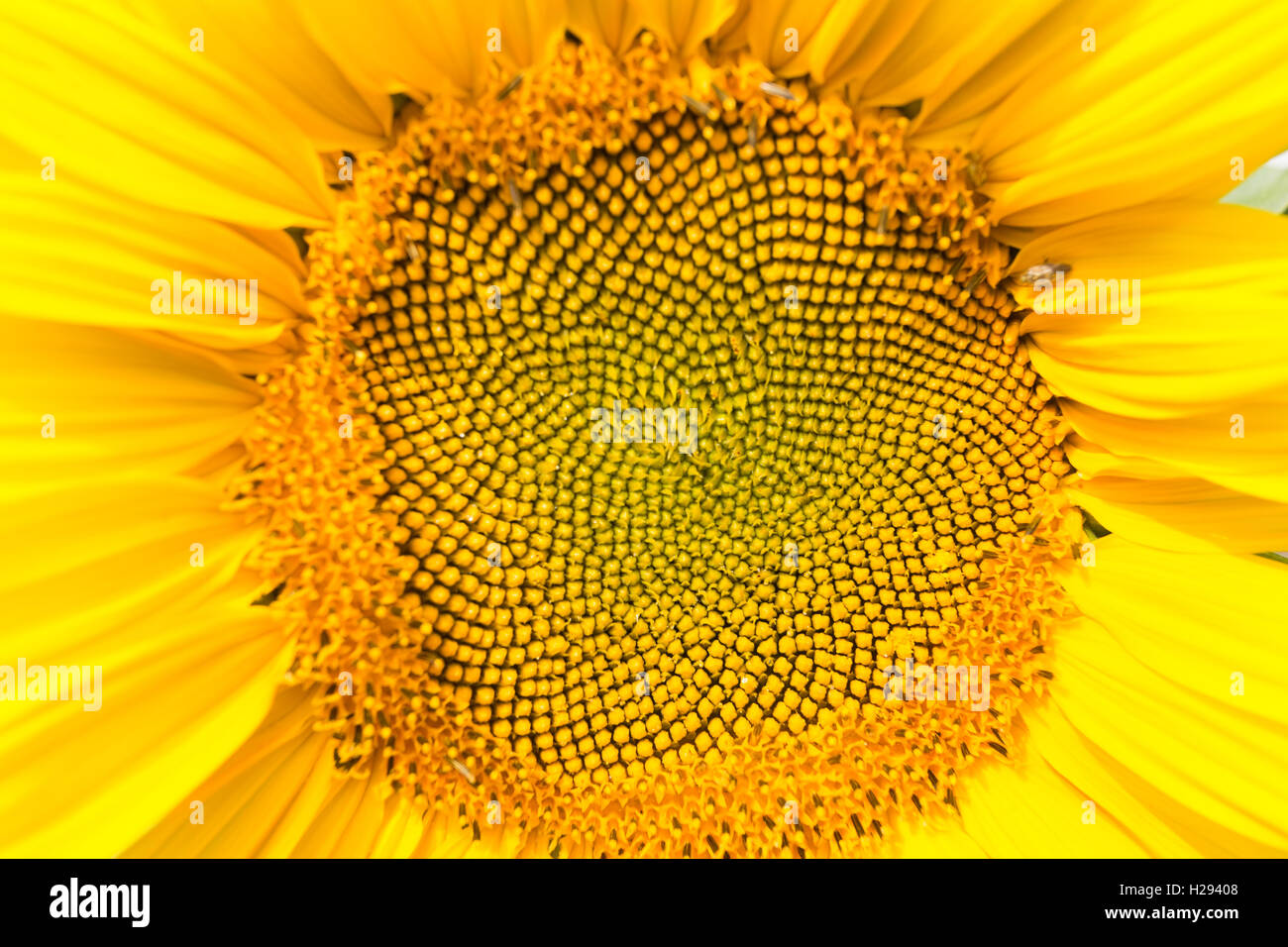 Sunflower head close up, middle part of flower Stock Photo - Alamy