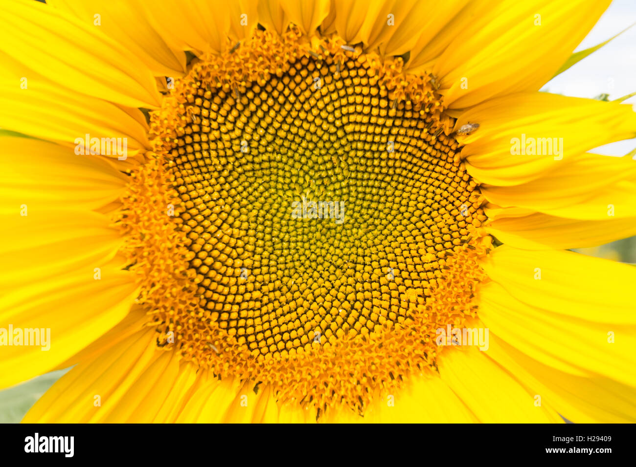 Sunflower head close up, middle part of flower Stock Photo - Alamy
