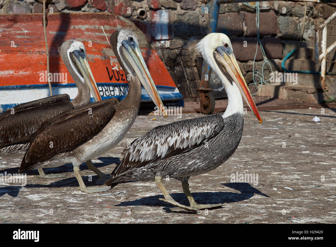 Peruvian Pelicans (Pelecanus thagus) on the dockside in Iquique, Chile ...