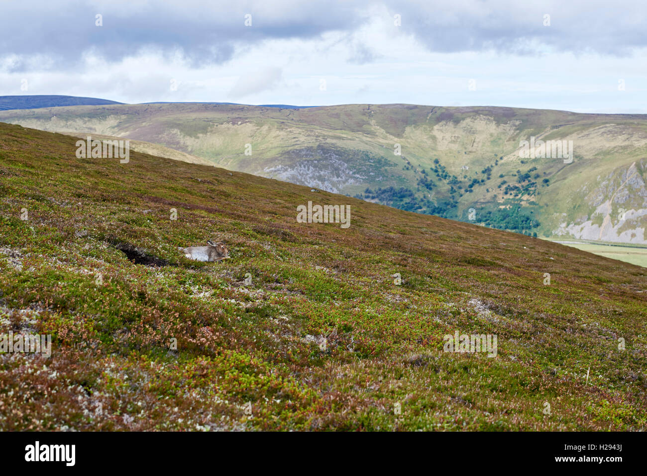 Sleeping hare hi-res stock photography and images - Alamy