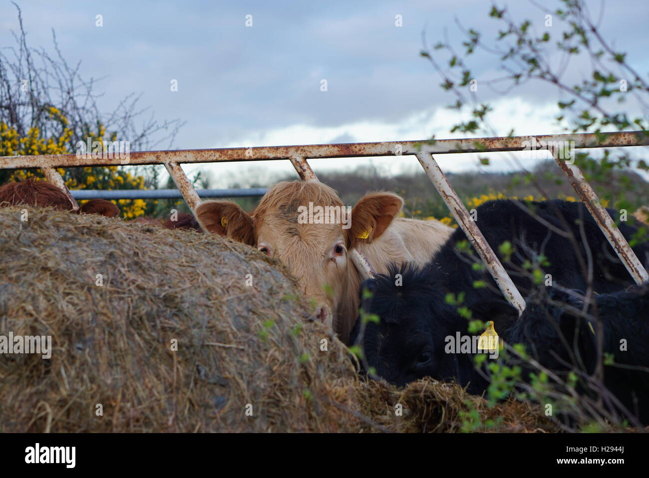 Cows feeding through cattle feeding gate Stock Photo - Alamy