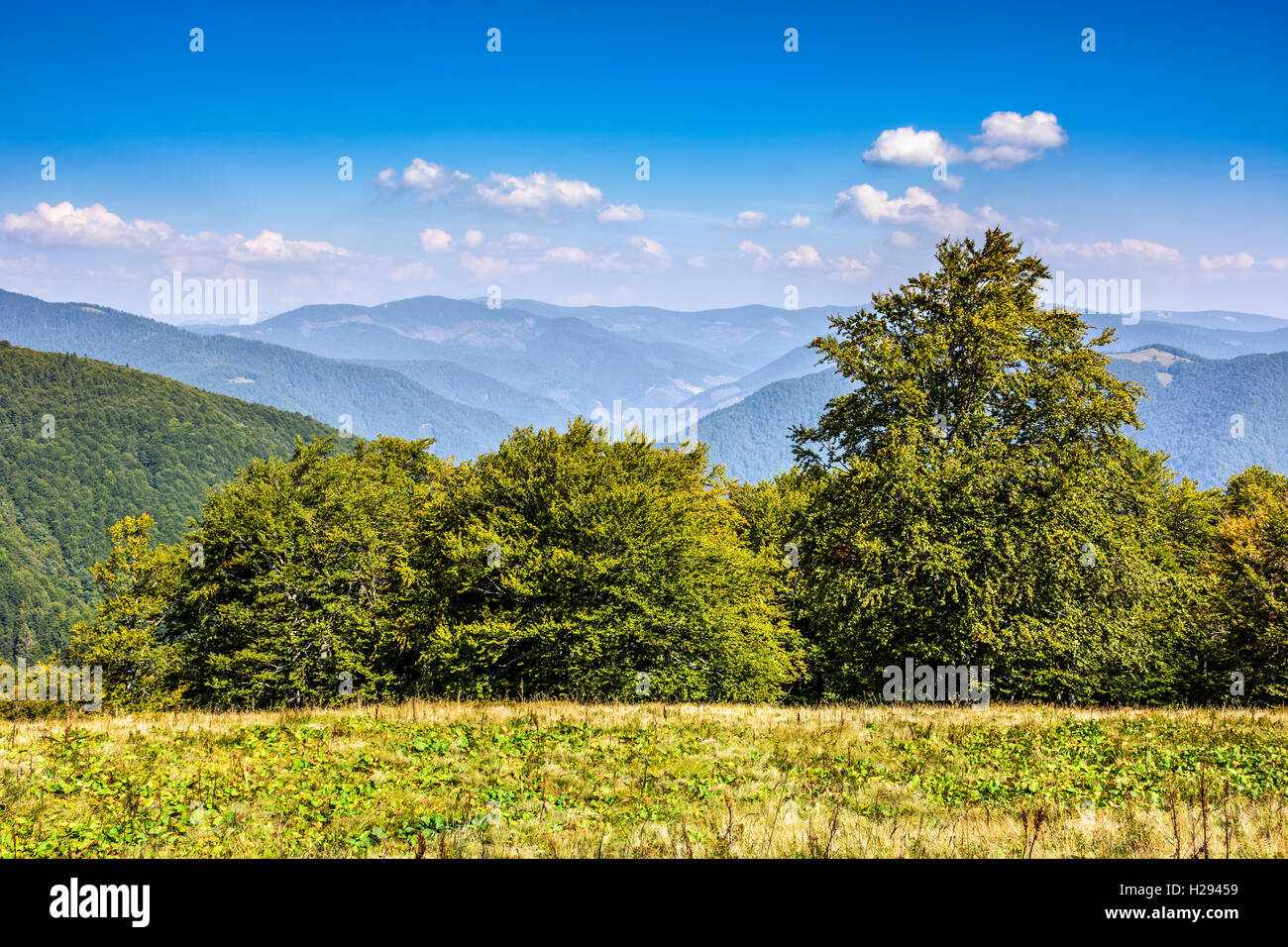 slope of mountain range with forest Stock Photo - Alamy