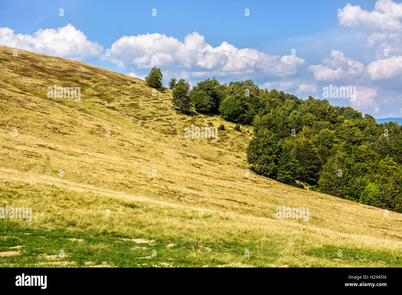 early autumn landscape. Trees around the hill side meadow and a ...
