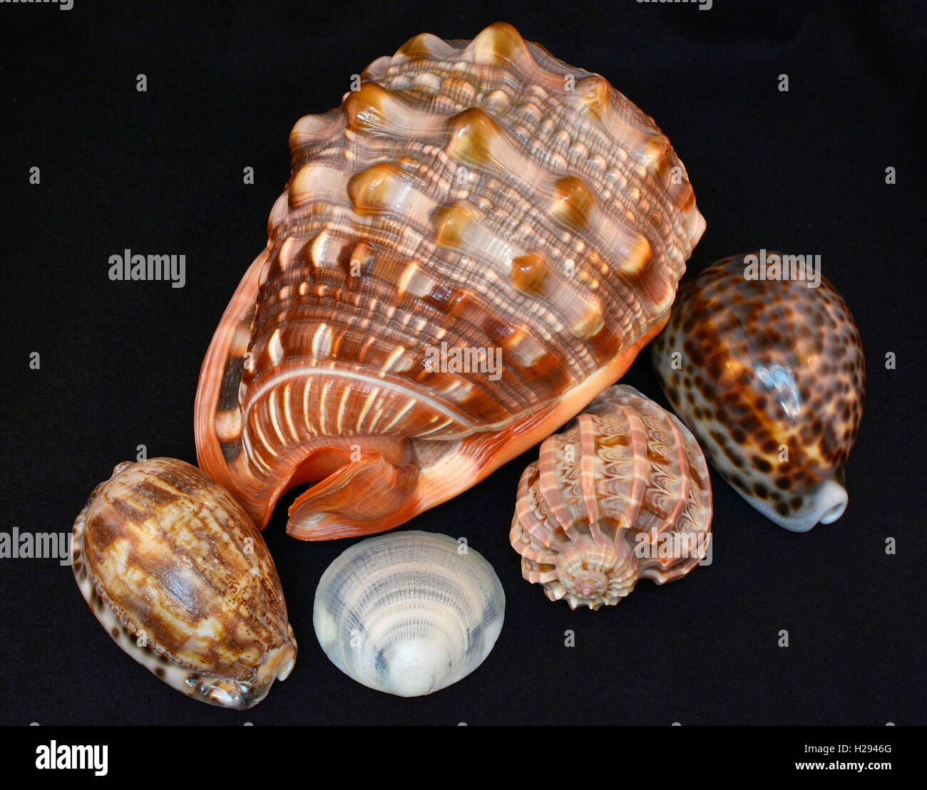 Diversified hi-res stock photography and images - Alamy