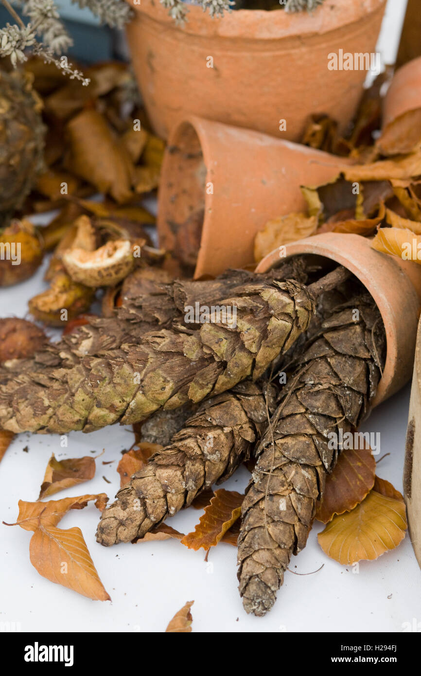 Conifer cones hi-res stock photography and images - Alamy