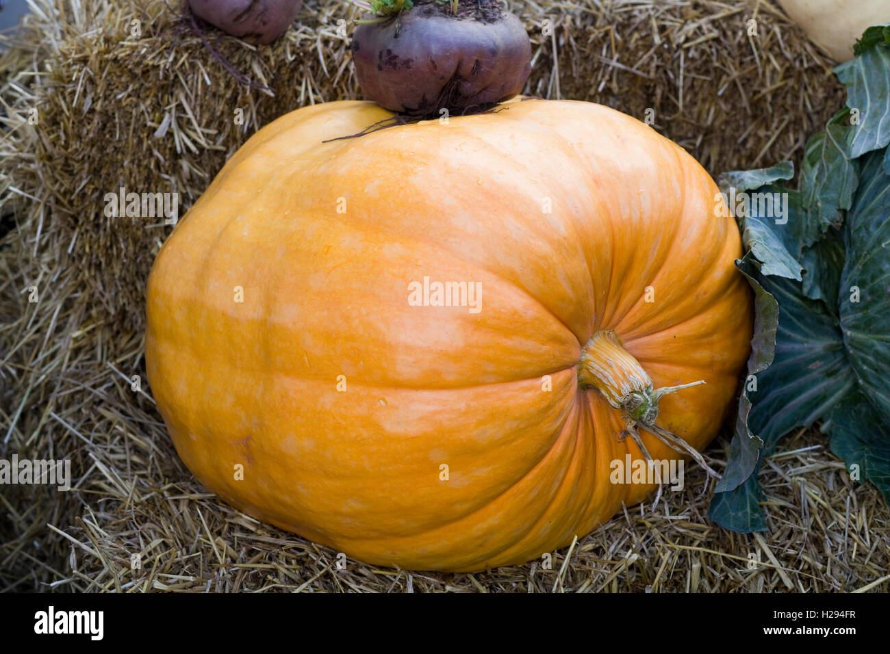 Pumpkin Patch Winter Squash Stock Photo - Alamy
