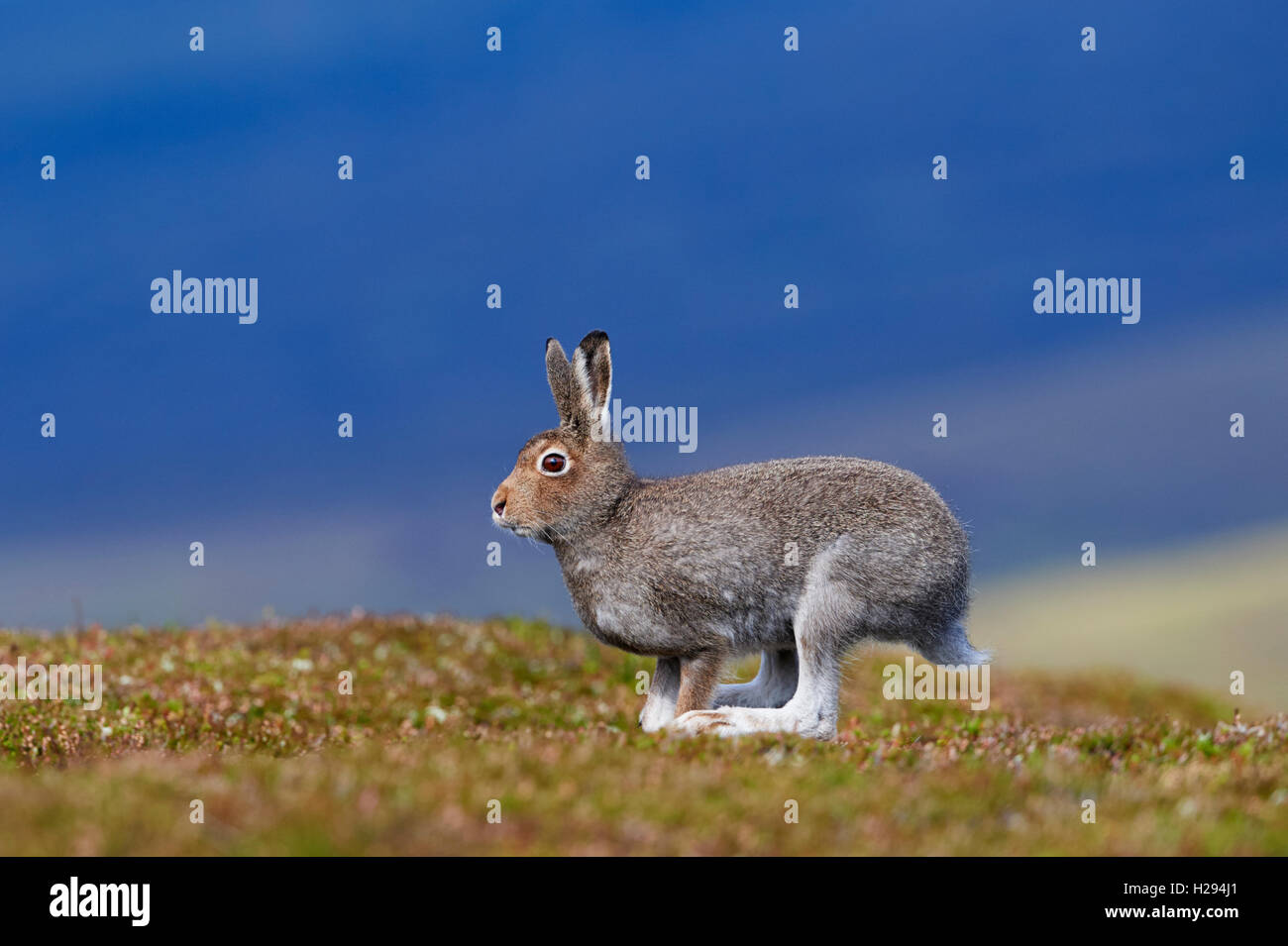 Mountain hare (Lepus timidus), Scotland, UK Stock Photo - Alamy