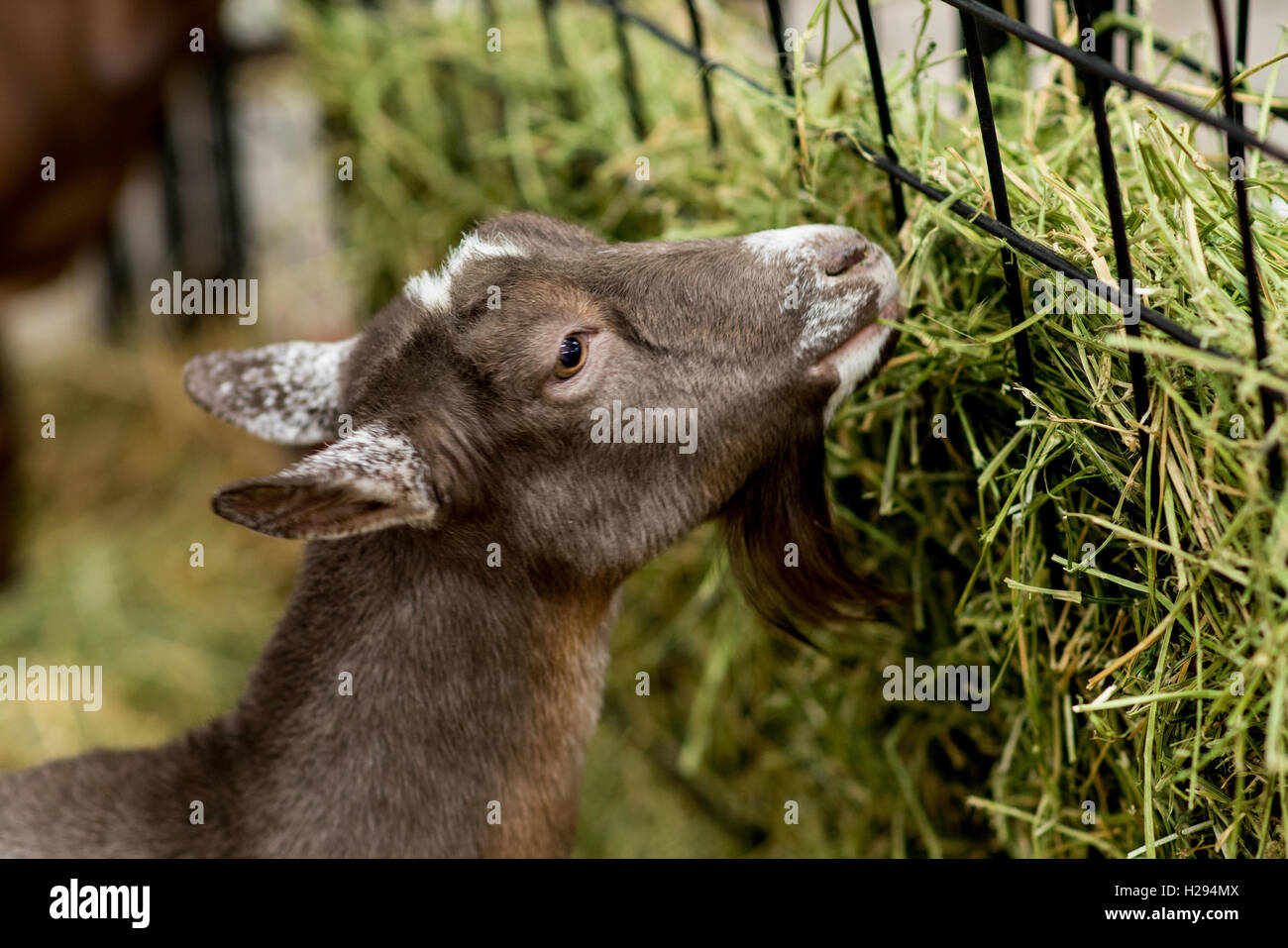 Goats eating fair hi-res stock photography and images - Alamy
