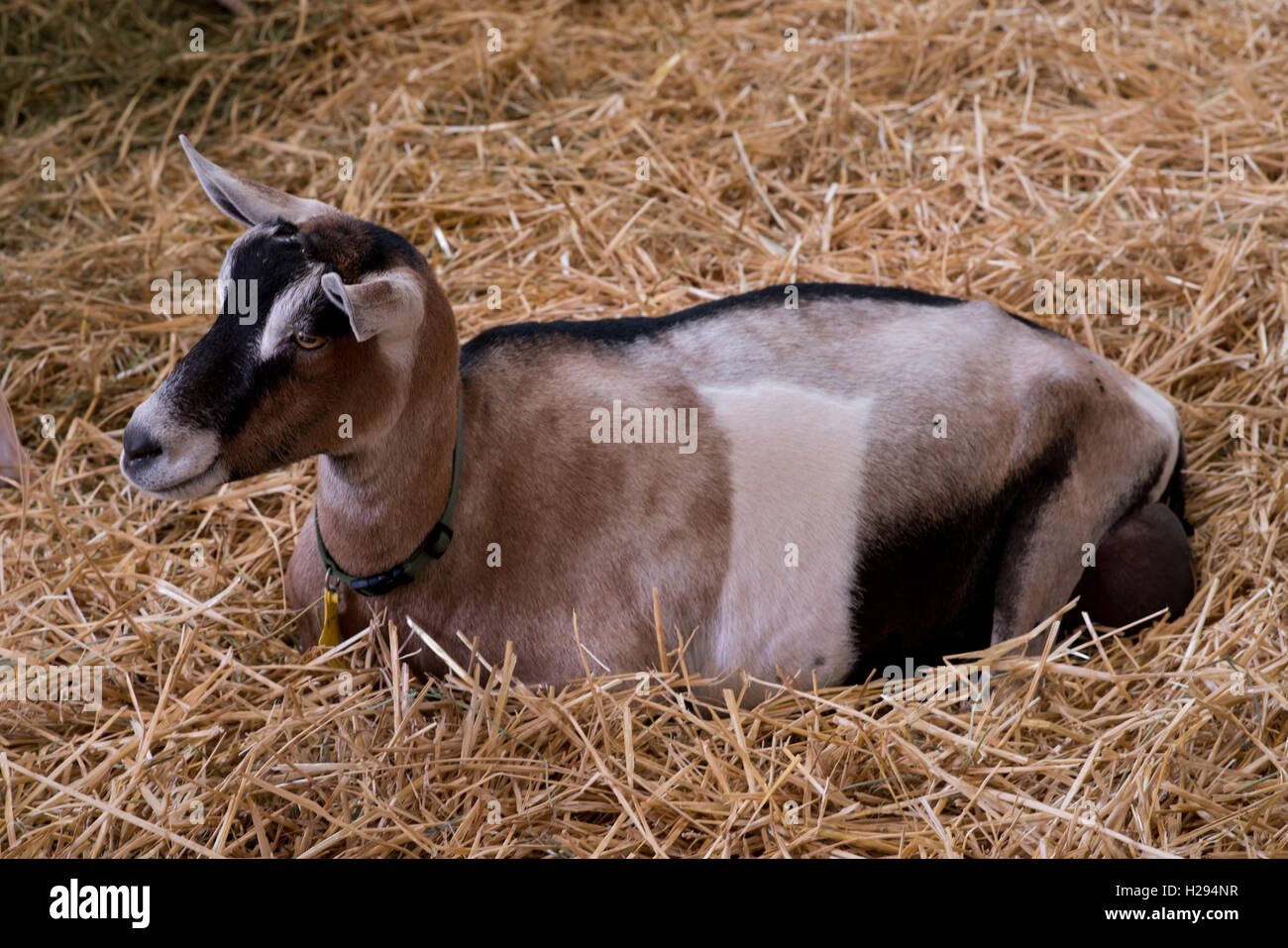 Goats eating fair hi-res stock photography and images - Alamy