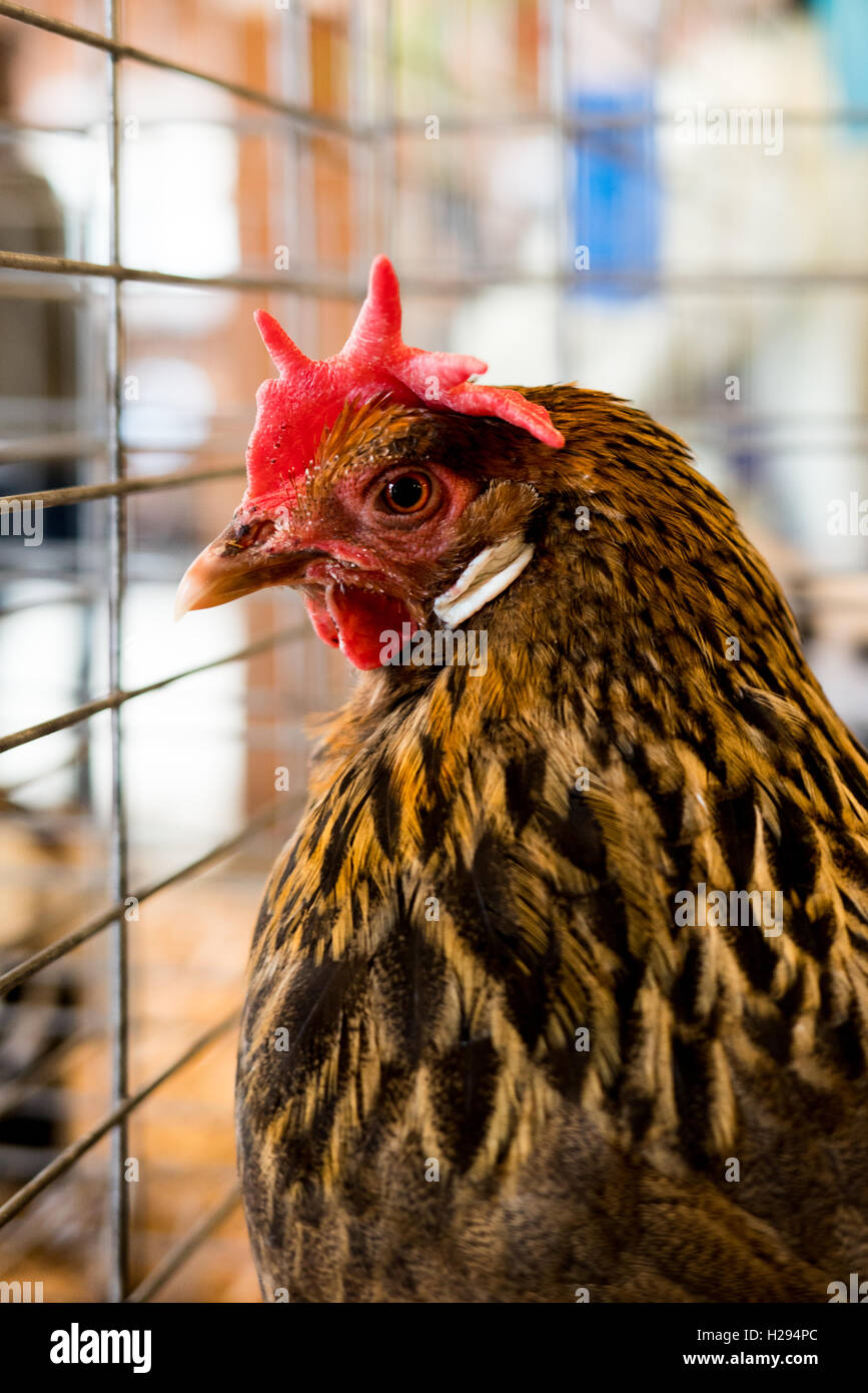 Chicken at Fair Stock Photo - Alamy