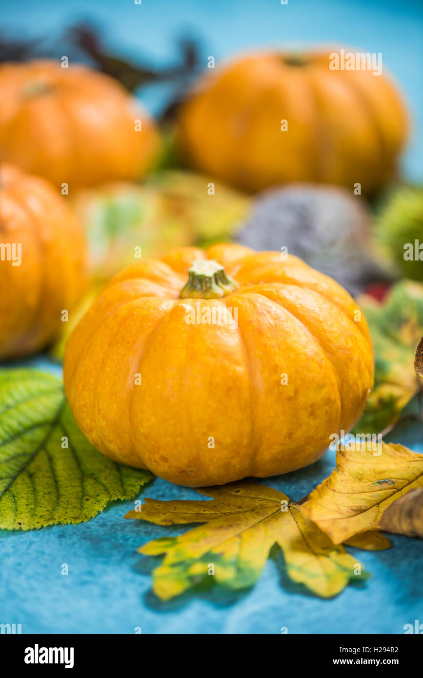 Vibrant pumpkin colors hi-res stock photography and images - Alamy
