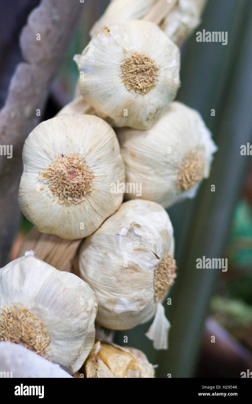 Allium sativum garlic Stock Photo - Alamy