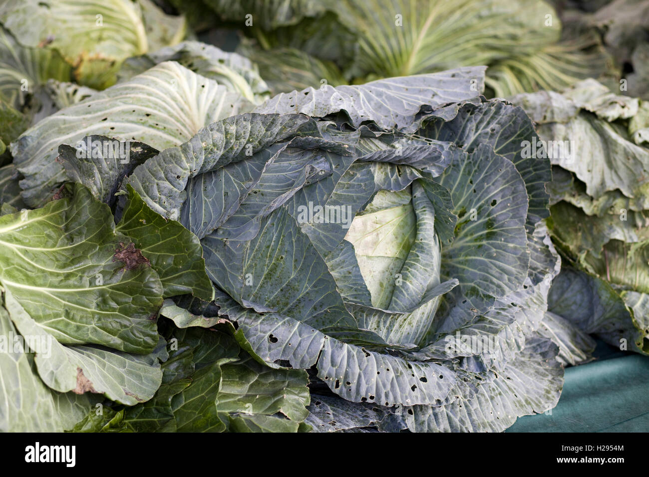 Giant Cabbage on displaay Stock Photo - Alamy