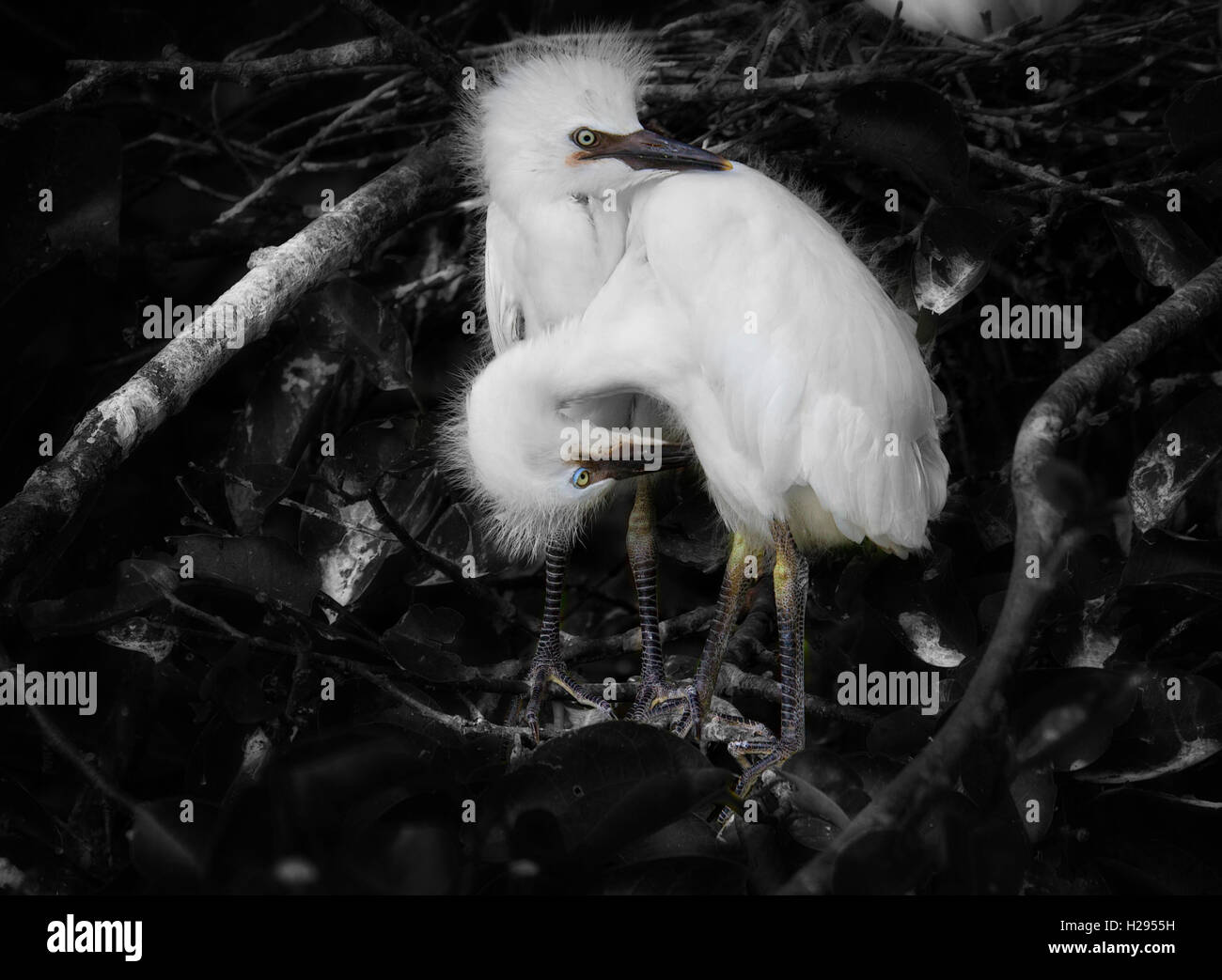 Little egret nest hi-res stock photography and images - Alamy