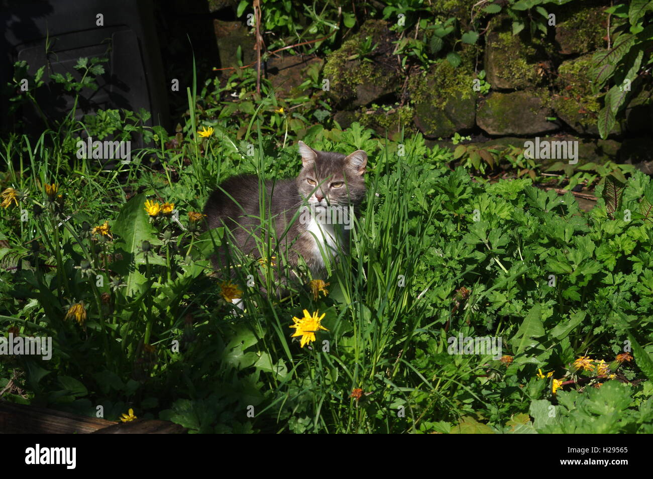 Alert cat hi-res stock photography and images - Alamy