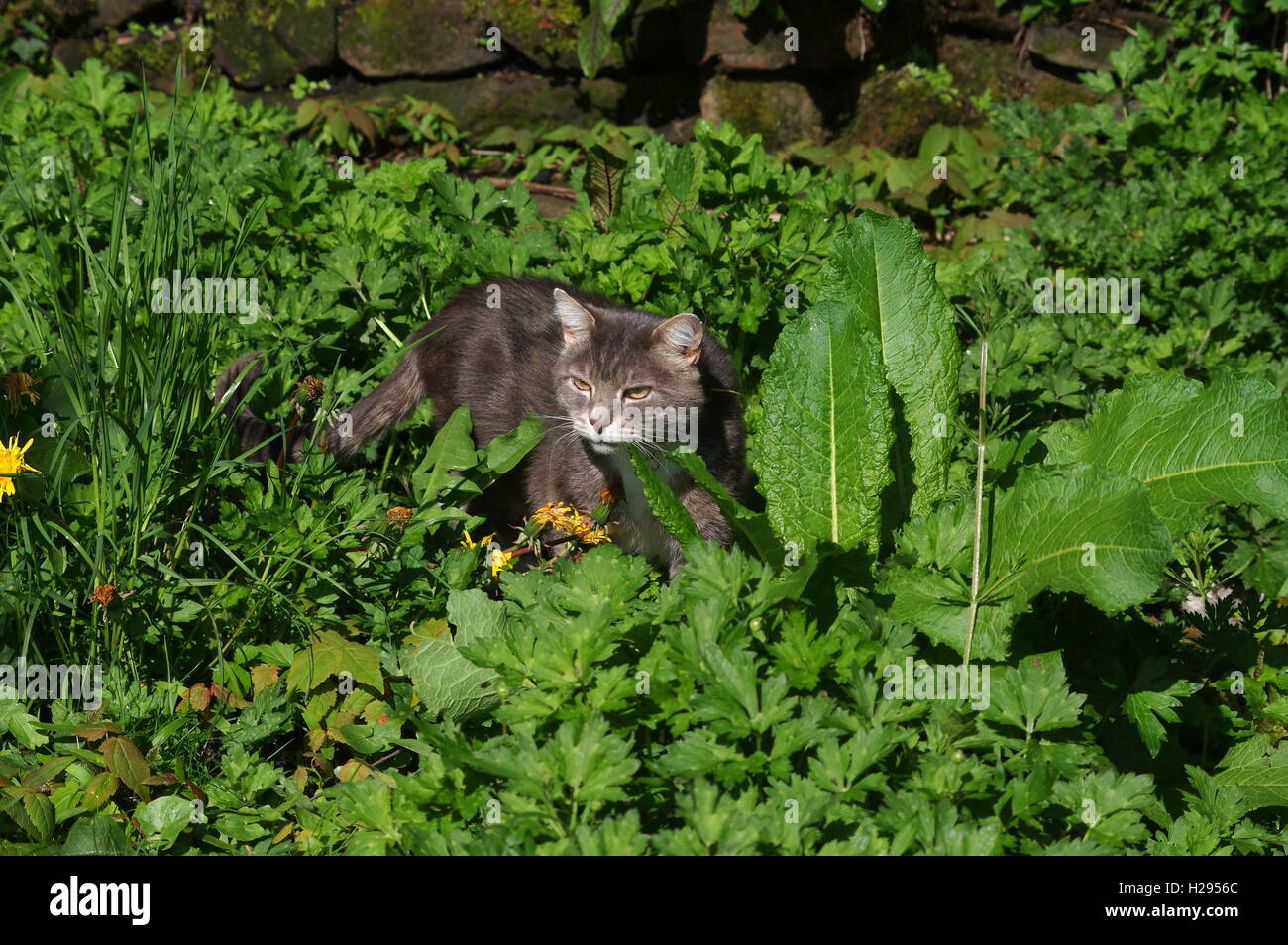 Hunting cat hi-res stock photography and images - Alamy